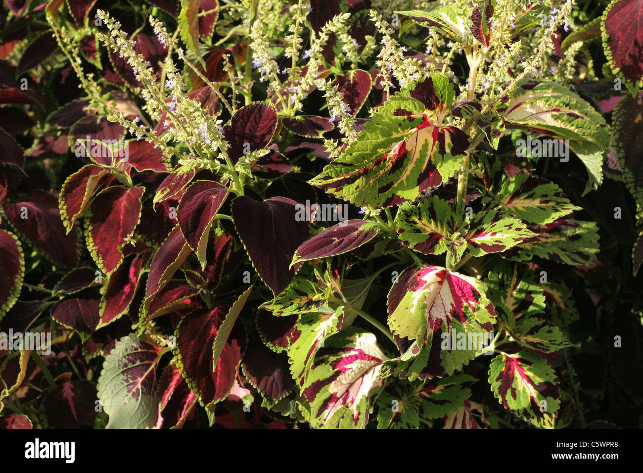 Coleus blumei hi-res stock photography and images - Alamy