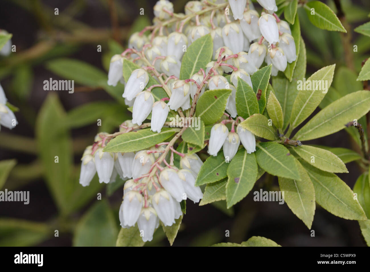 Peiris hi-res stock photography and images - Alamy