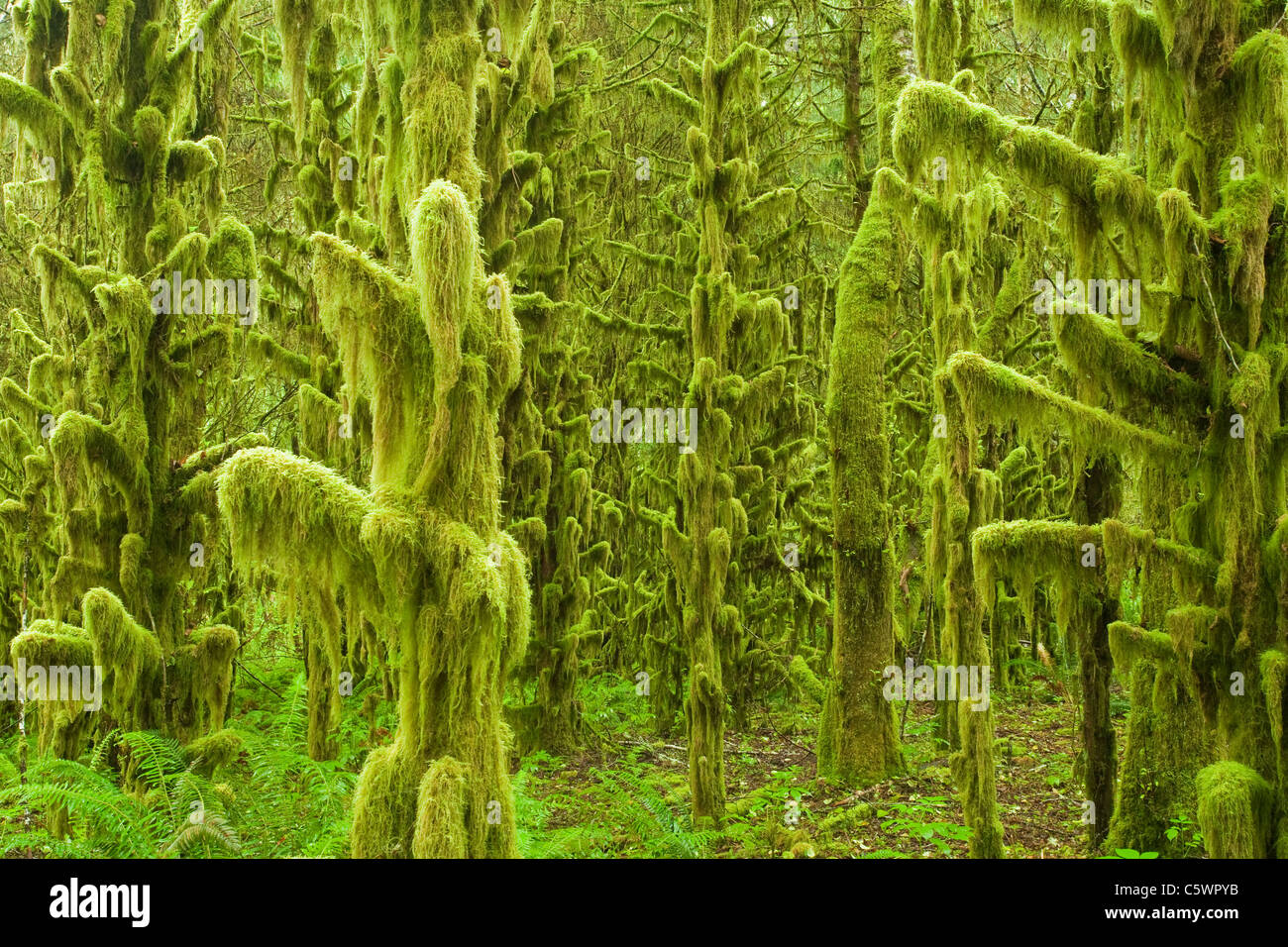 Moss Covered old growth forest Oregon, USA LA001033 Stock Photo - Alamy