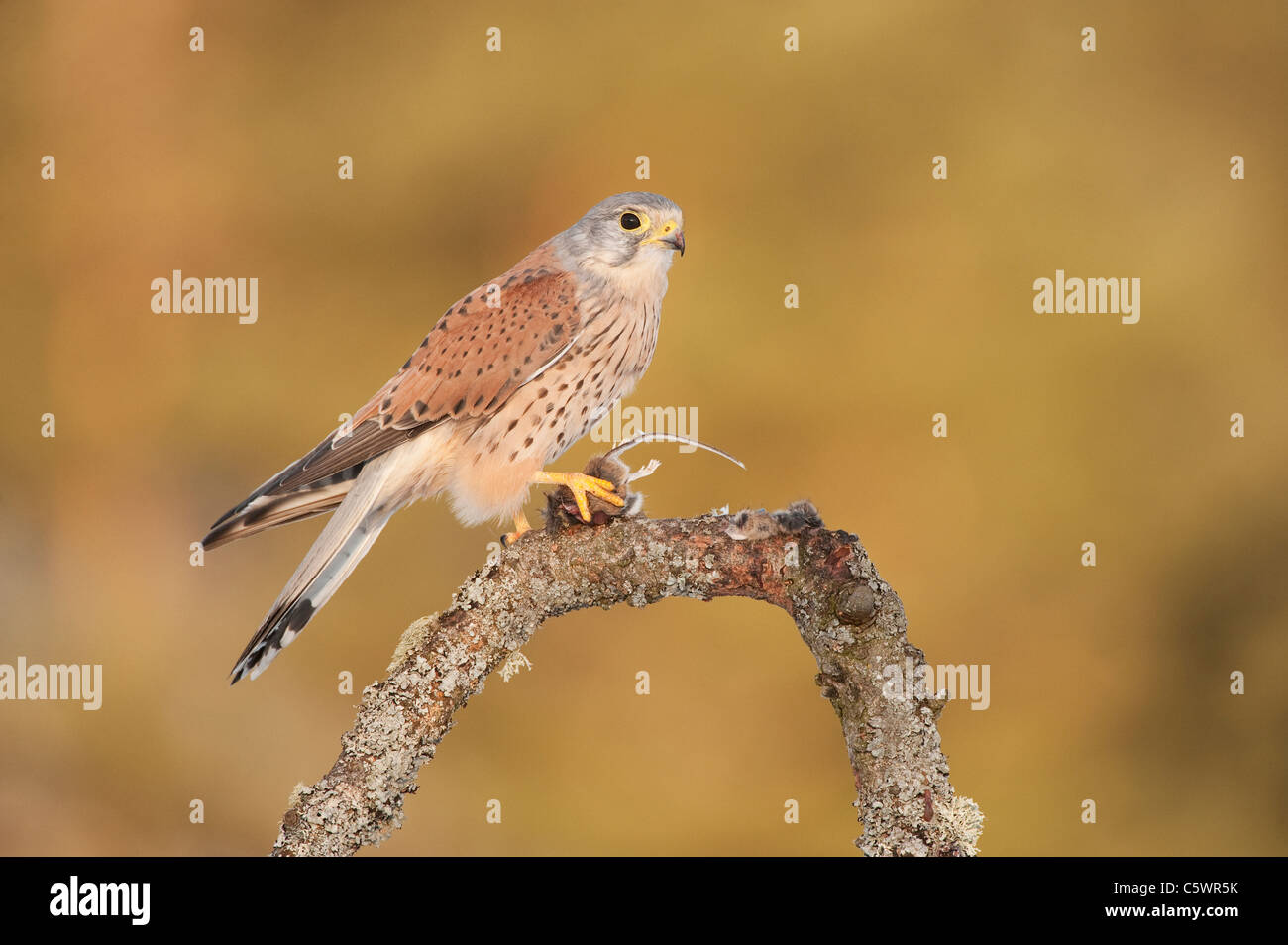 Common Kestrel (Falco tinnunculus). Male perched with prey (mouse Stock ...
