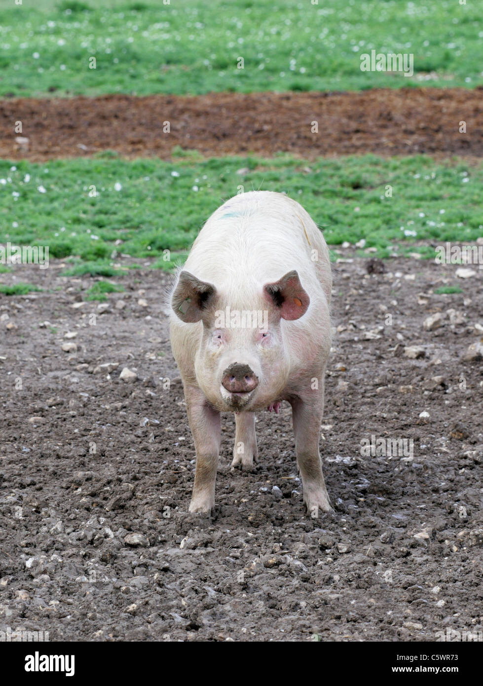 Large White Pig High Resolution Stock Photography and Images - Alamy