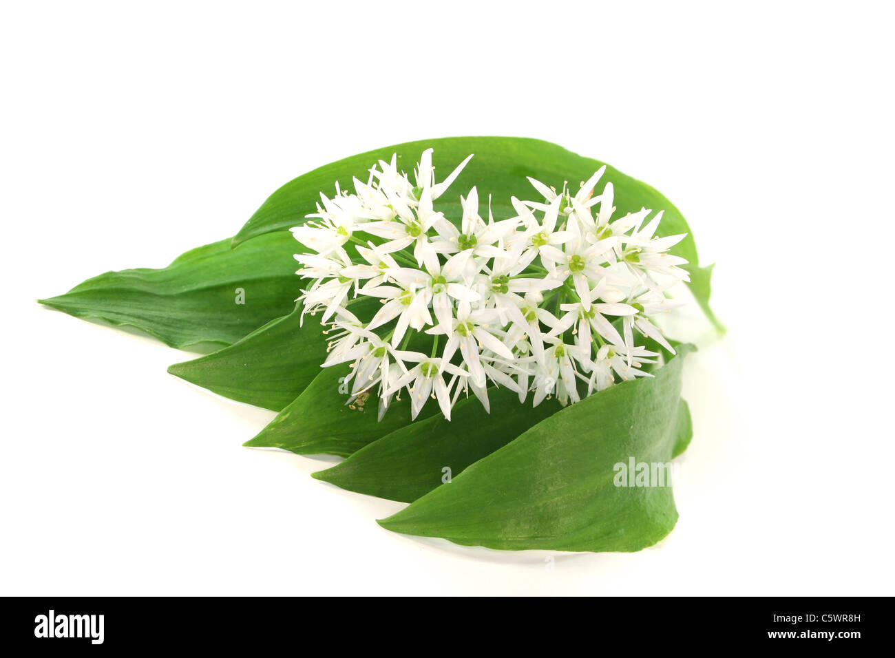 Gypsy Weed High Resolution Stock Photography and Images - Alamy