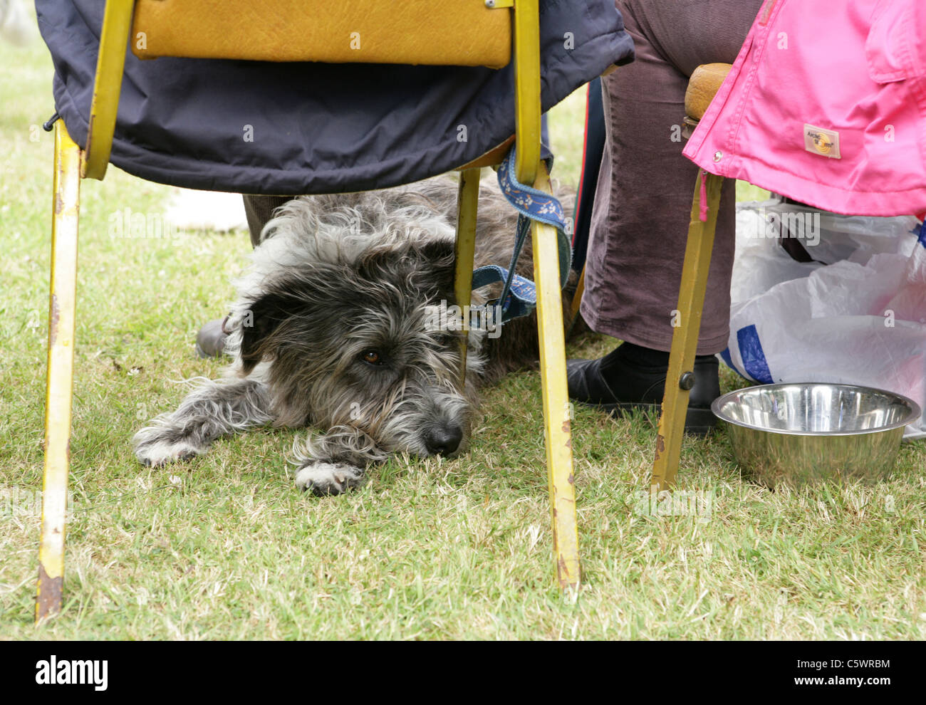 Mongral dog Single adult resting in the shade UK Stock Photo - Alamy