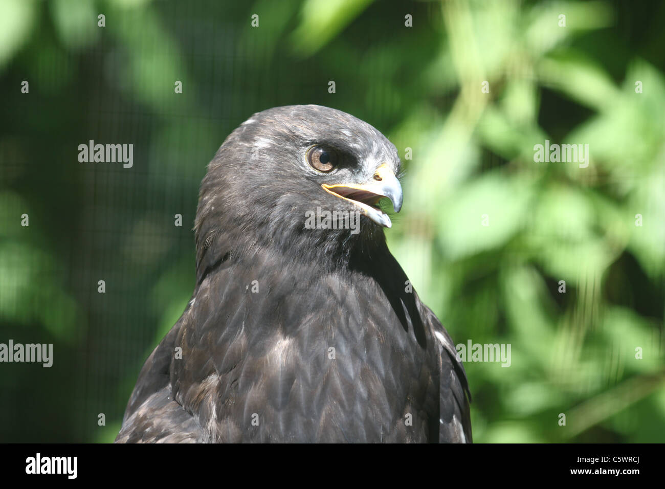 Head shot of perched Rough Legged Hawk Stock Photo - Alamy