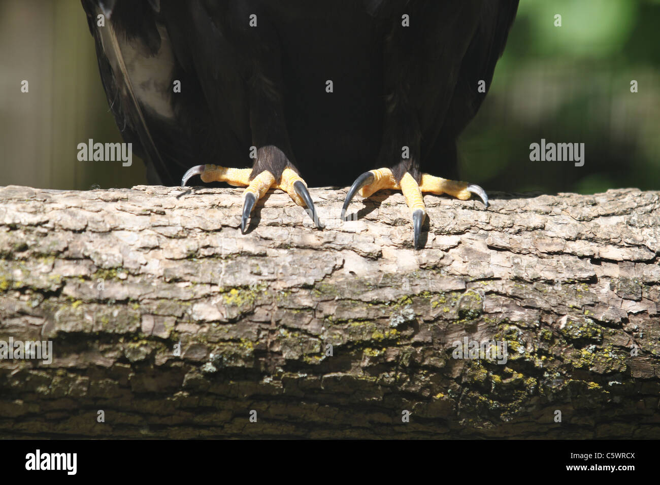 Claws ripping hi-res stock photography and images - Alamy