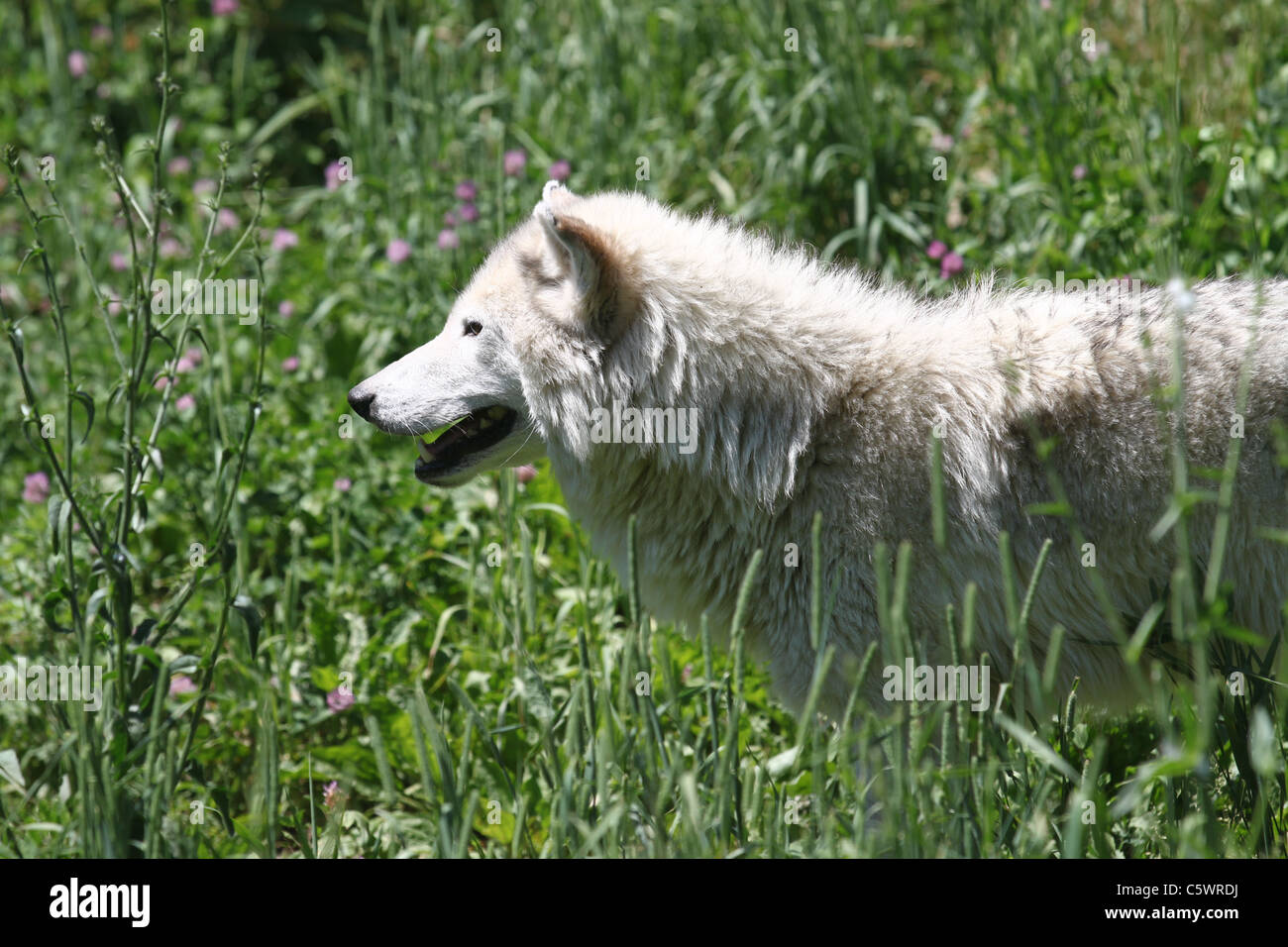 Profile of North American Gray Wolf Stock Photo - Alamy