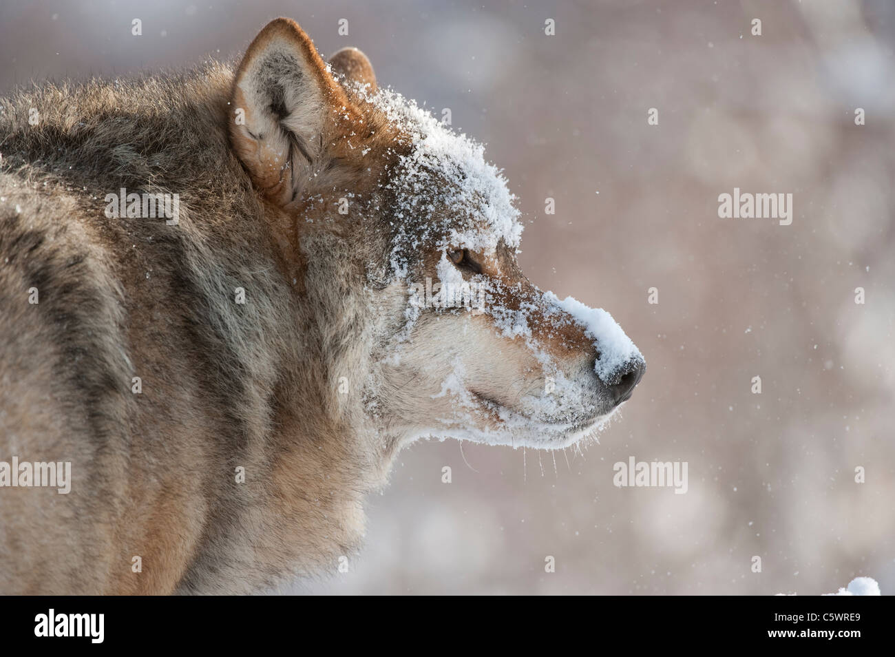 European Grey Wolf (Canis lupus), portrait of alpha male in winter ...