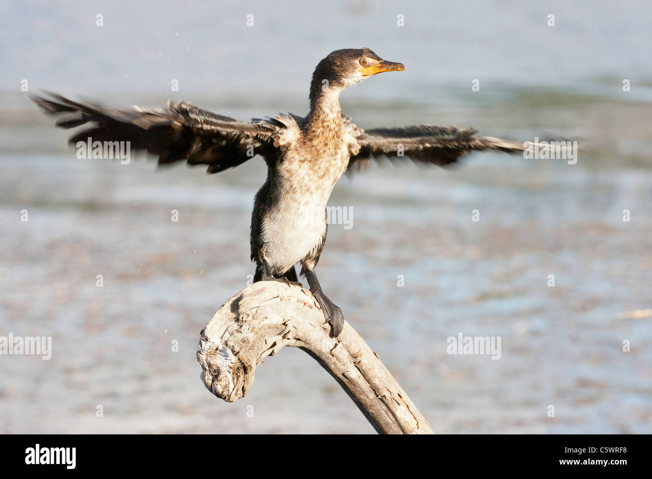 Cape cormorant (phalacrocorax capensis) at Wilderness National Park in ...