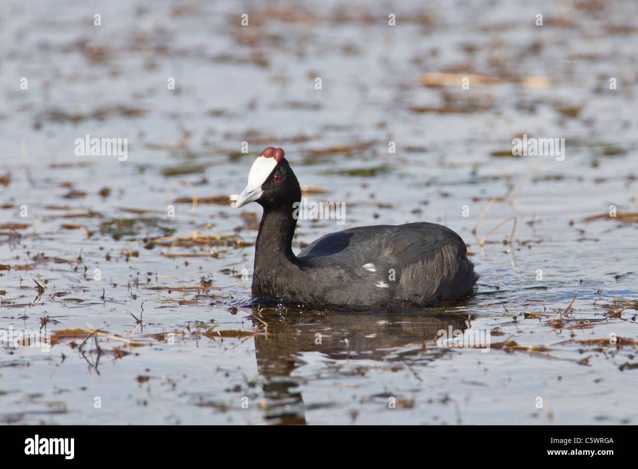 Red-knobbed coot (fulica cristata) at Wilderness National Park in South ...