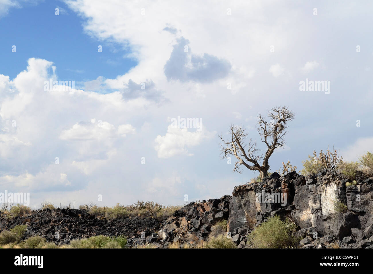 Cliff top tree hi-res stock photography and images - Alamy