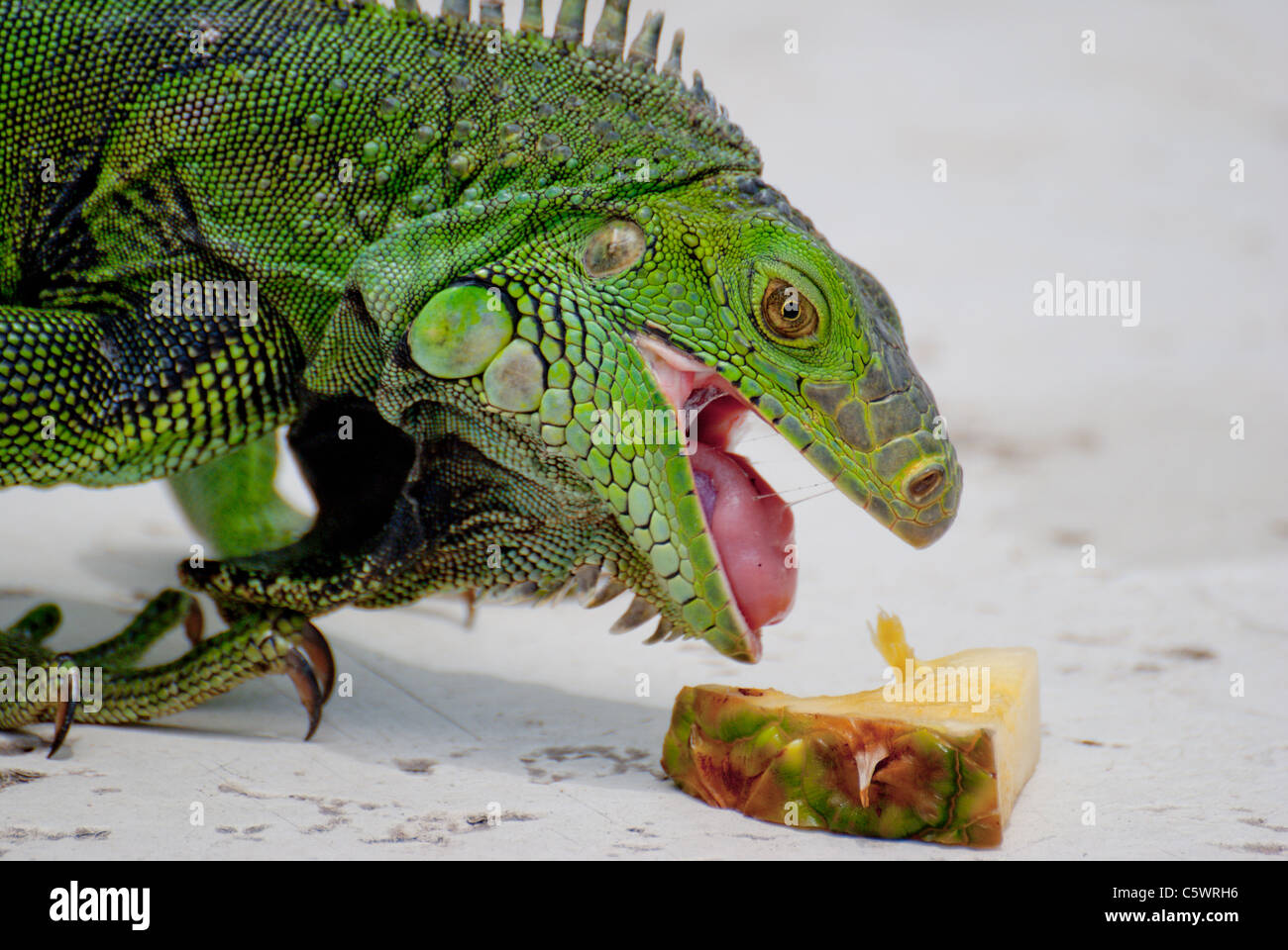 Iguana eating hi-res stock photography and images - Alamy