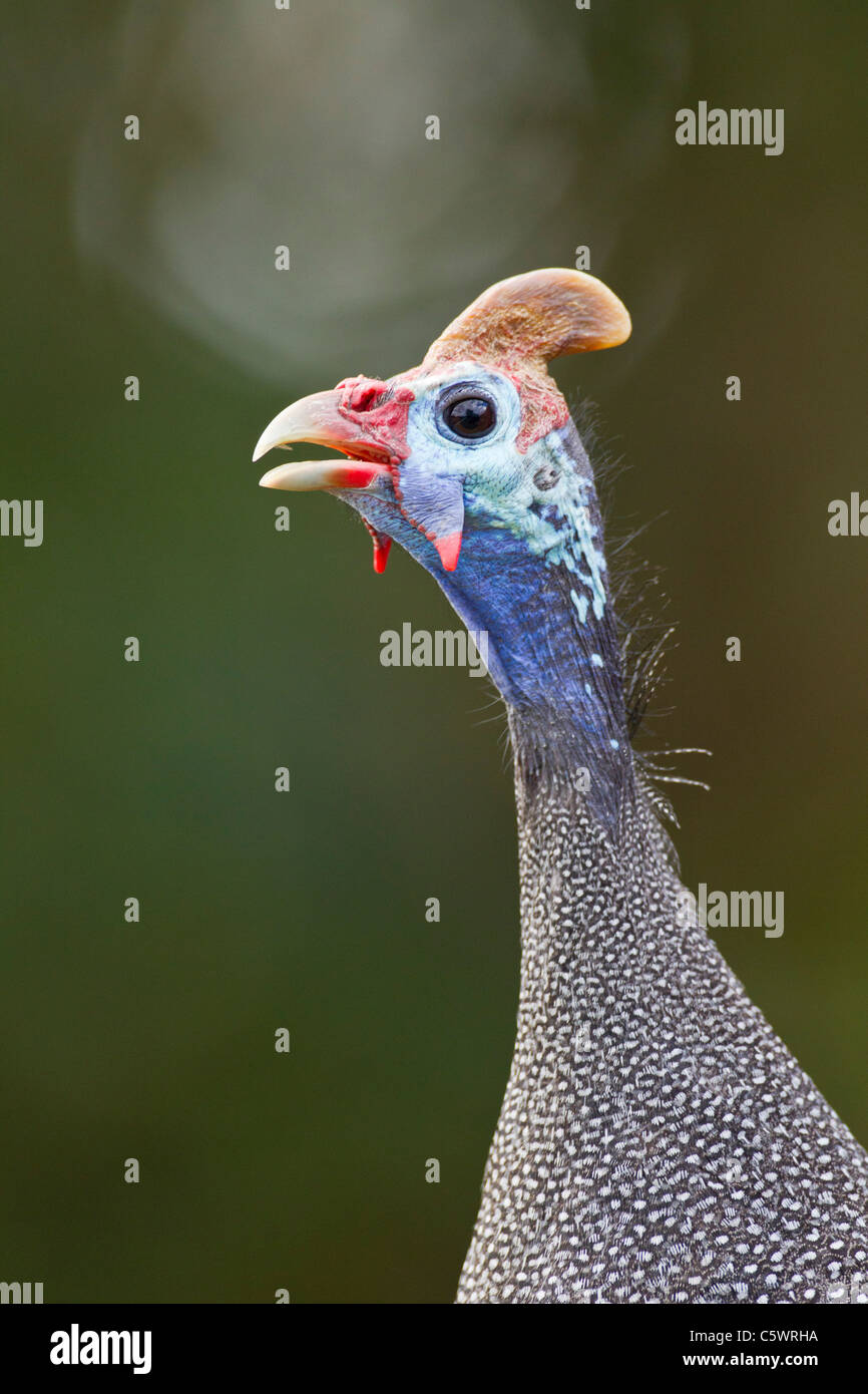 Bush fowl hi-res stock photography and images - Alamy