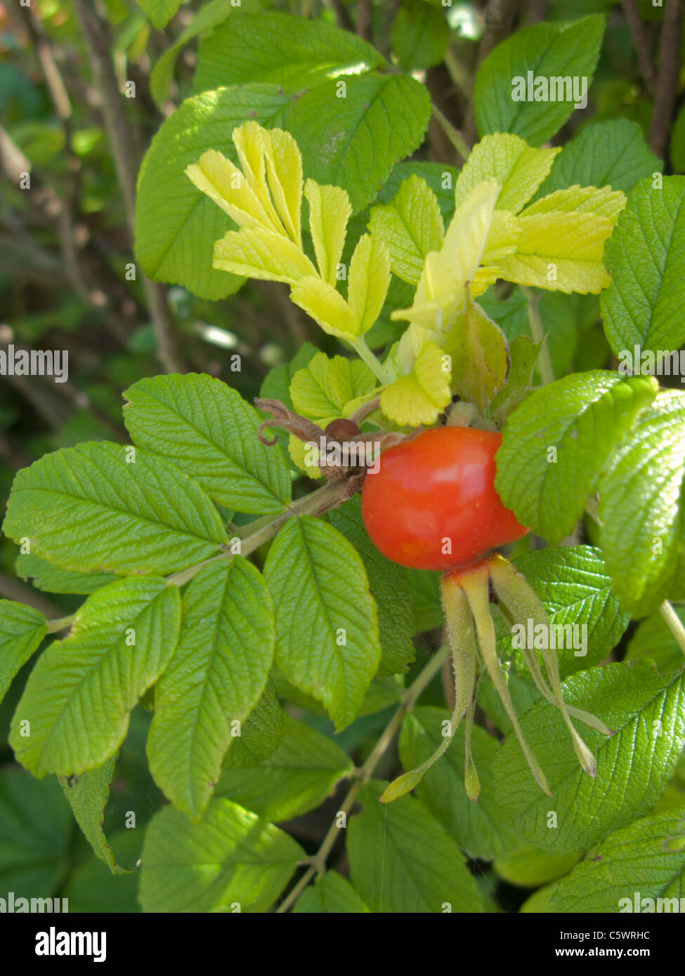 Rose Hips Wild Stock Photo - Alamy
