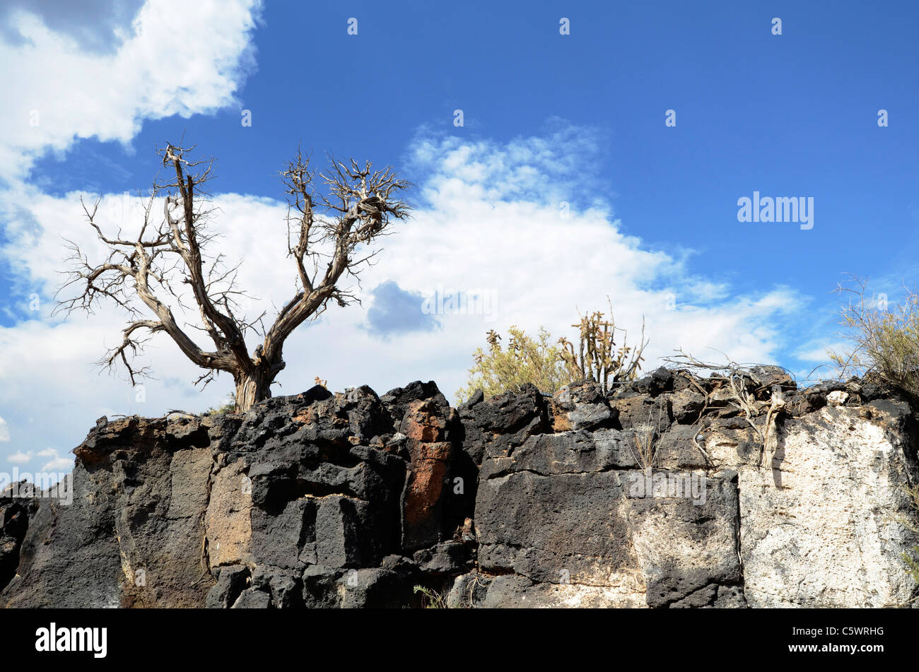 Tree standing alone on cliff Stock Photo - Alamy