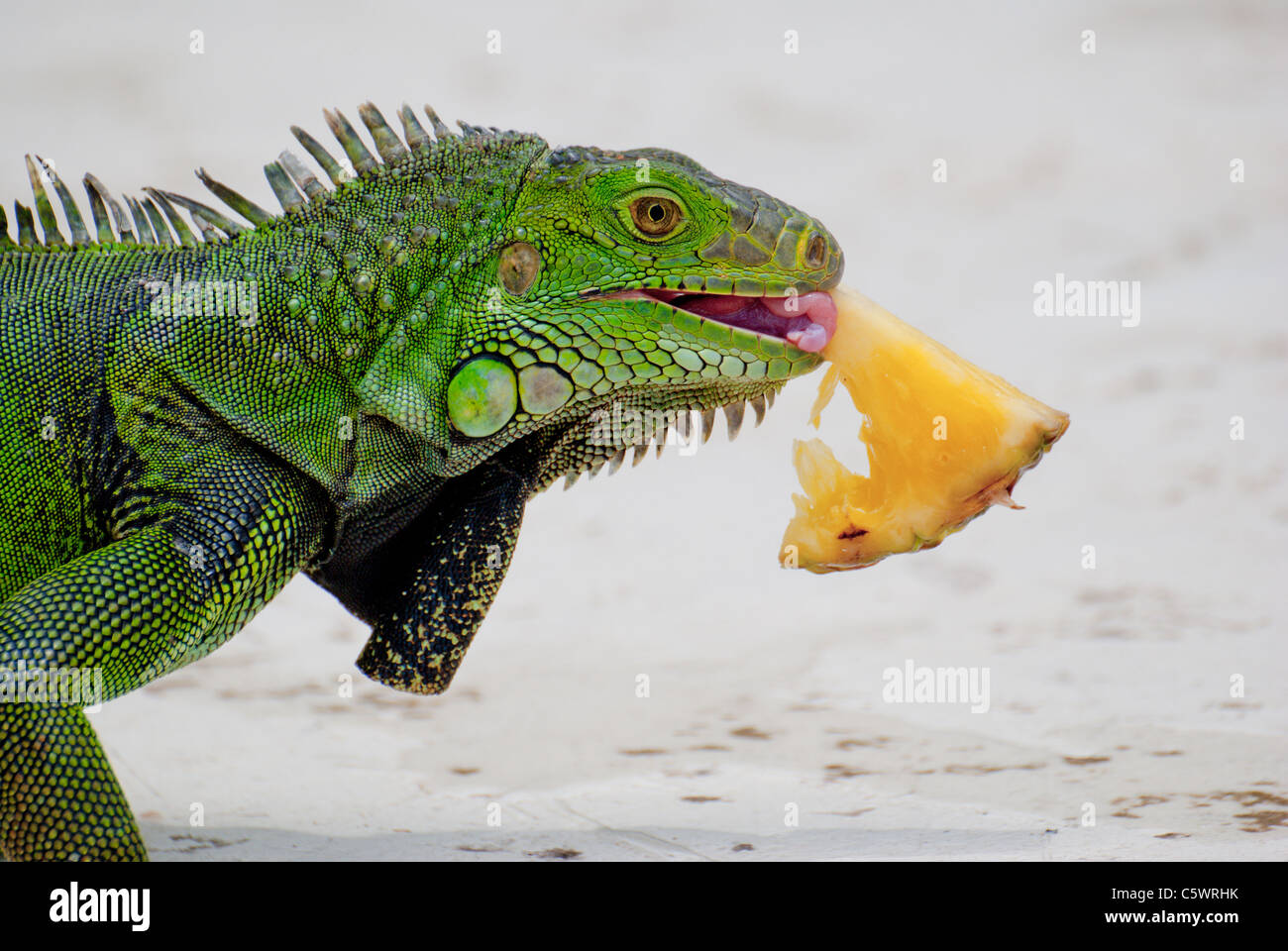 Iguana eating coconut Stock Photo - Alamy