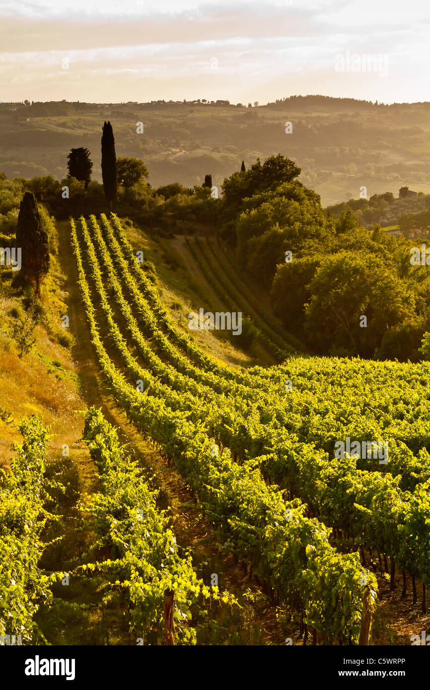 Vineyard in tuscany in late afternoon sun. Long lines of vine trees ...