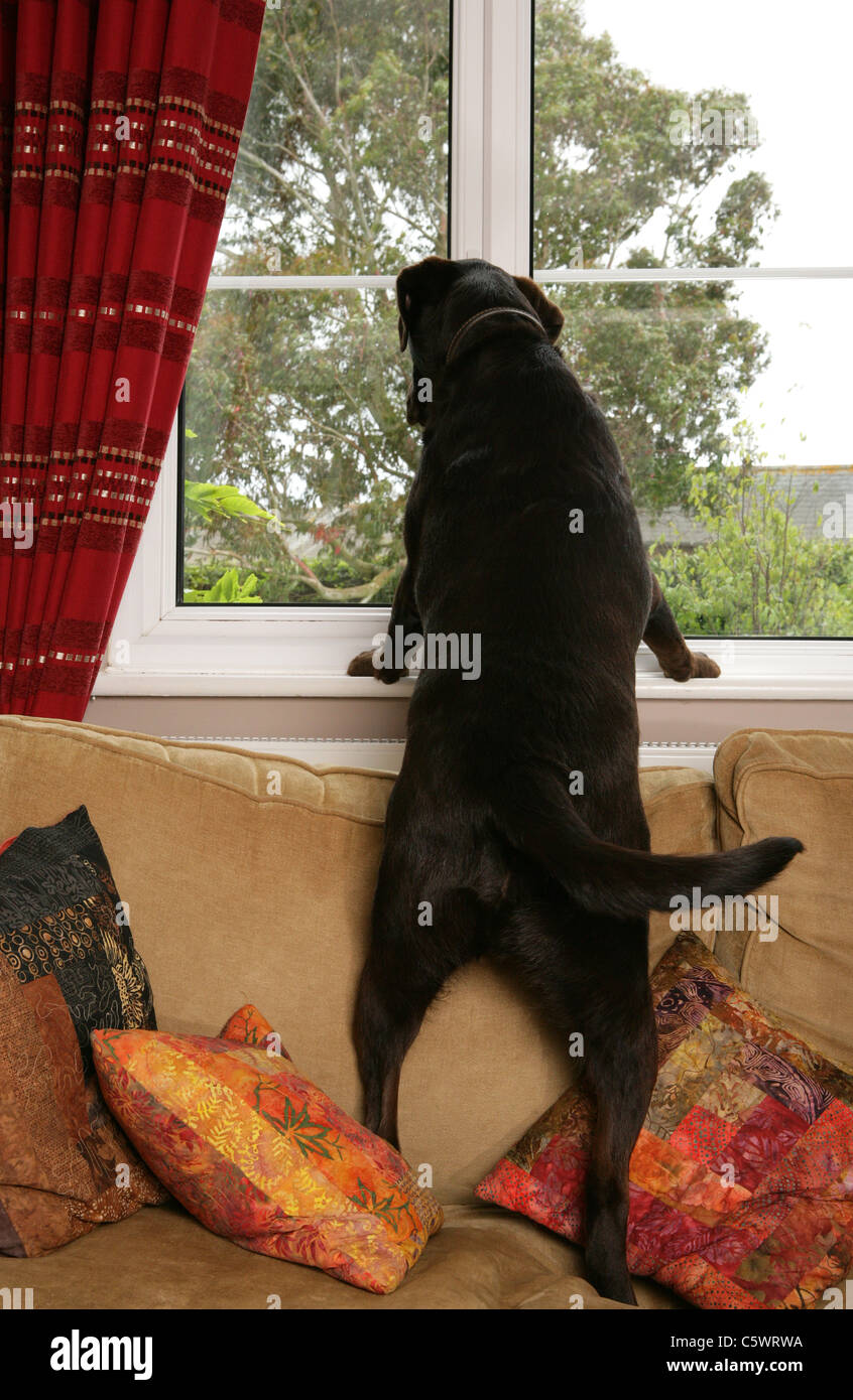 Labrador retriever looking out window hi-res stock photography and ...