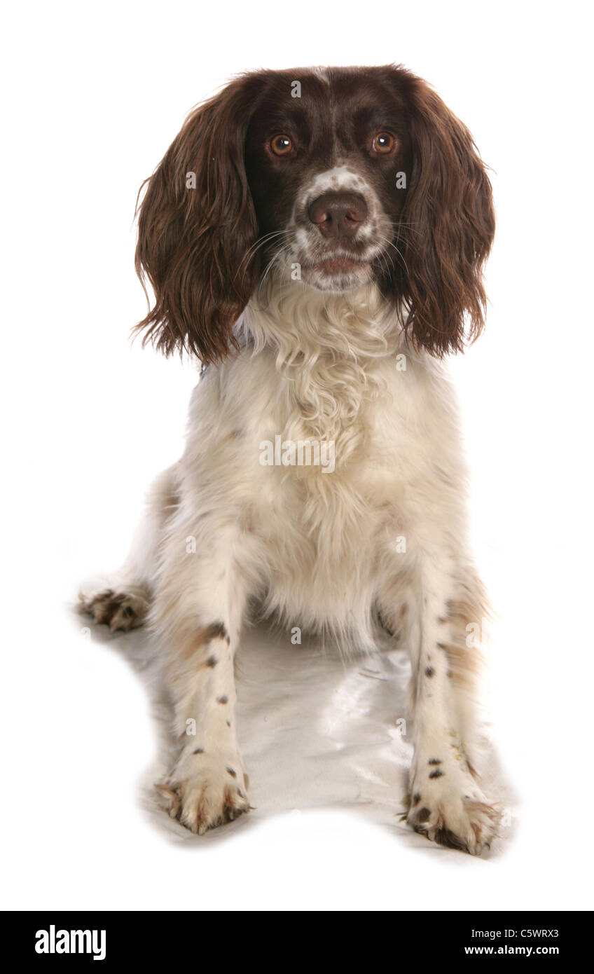 Springer Spaniel Single adult female sitting in a studio UK Stock Photo ...