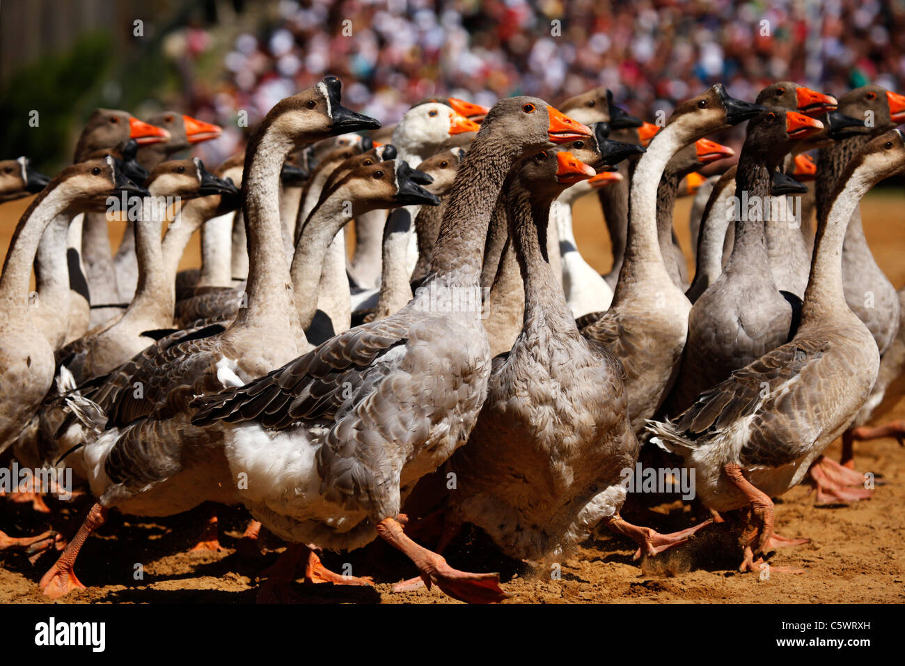 Herding geese hi-res stock photography and images - Alamy