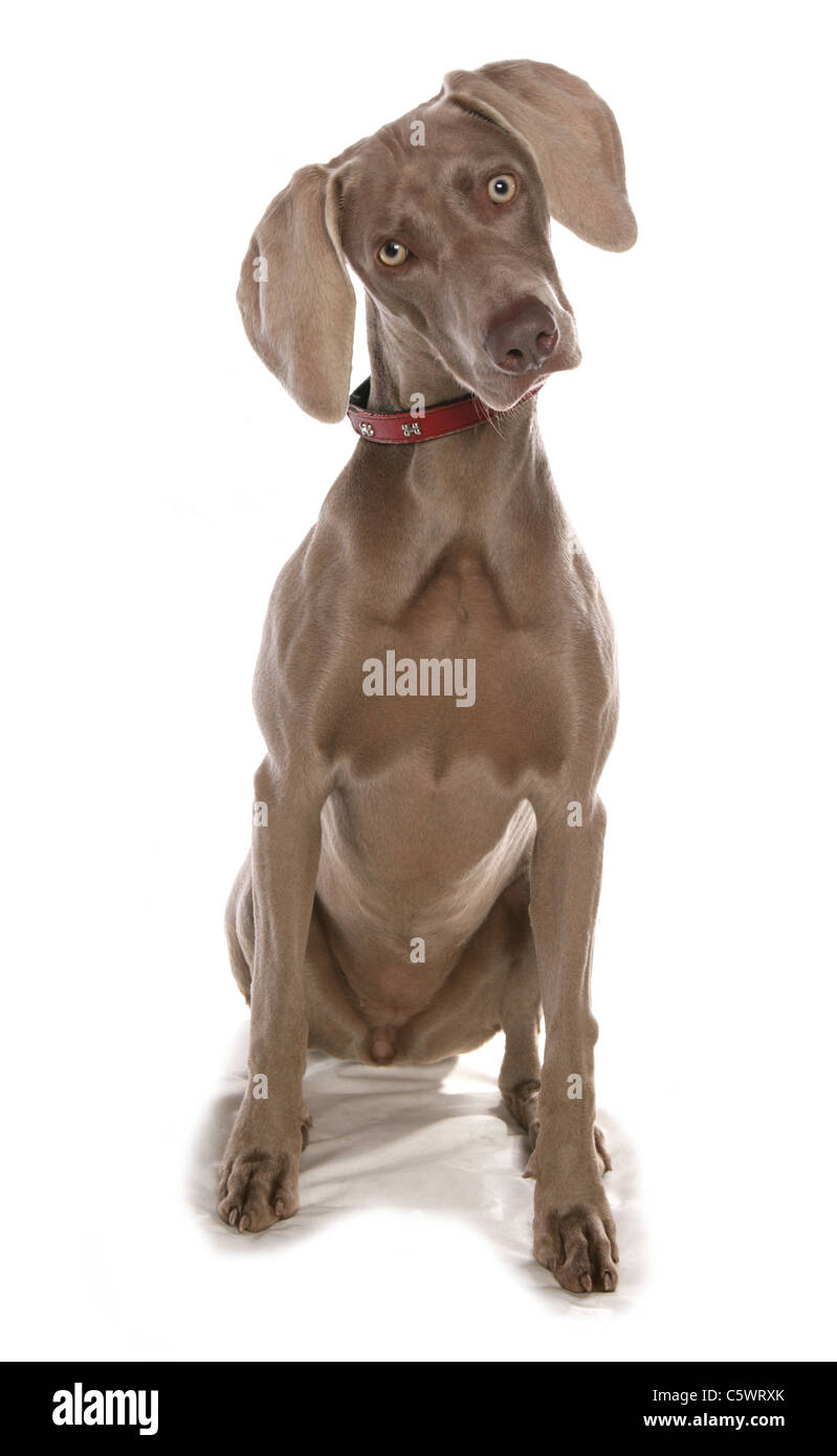Weimaraner Dog Single female adult sitting Studio, UK Stock Photo - Alamy