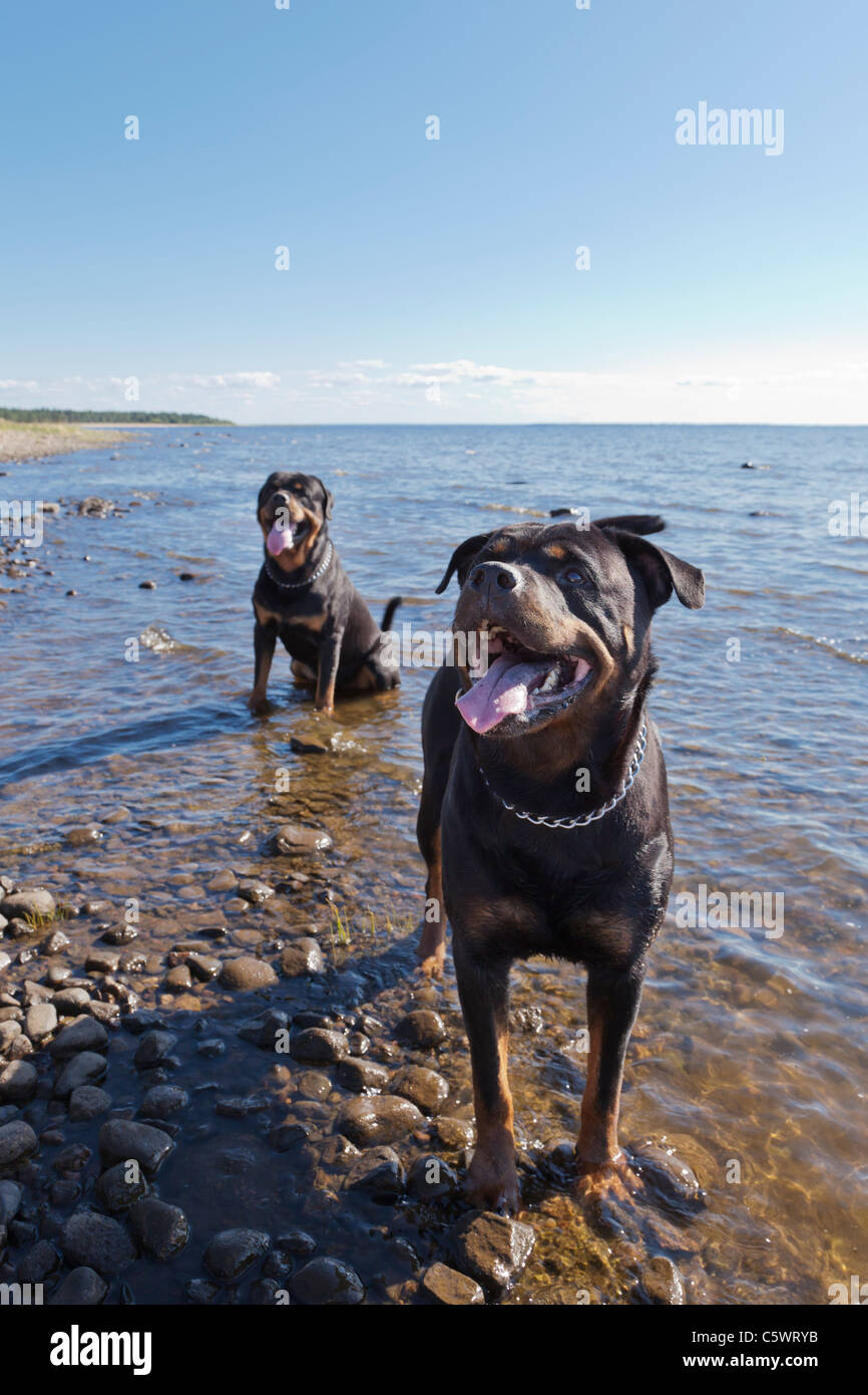 Rottweiler playing hi-res stock photography and images - Alamy