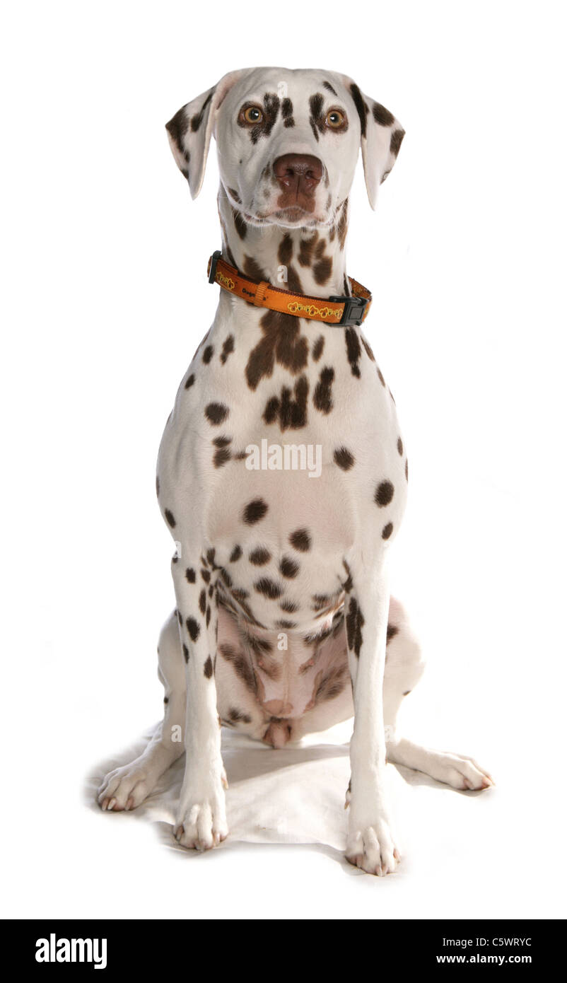 Female dalmatian dog hi-res stock photography and images - Alamy