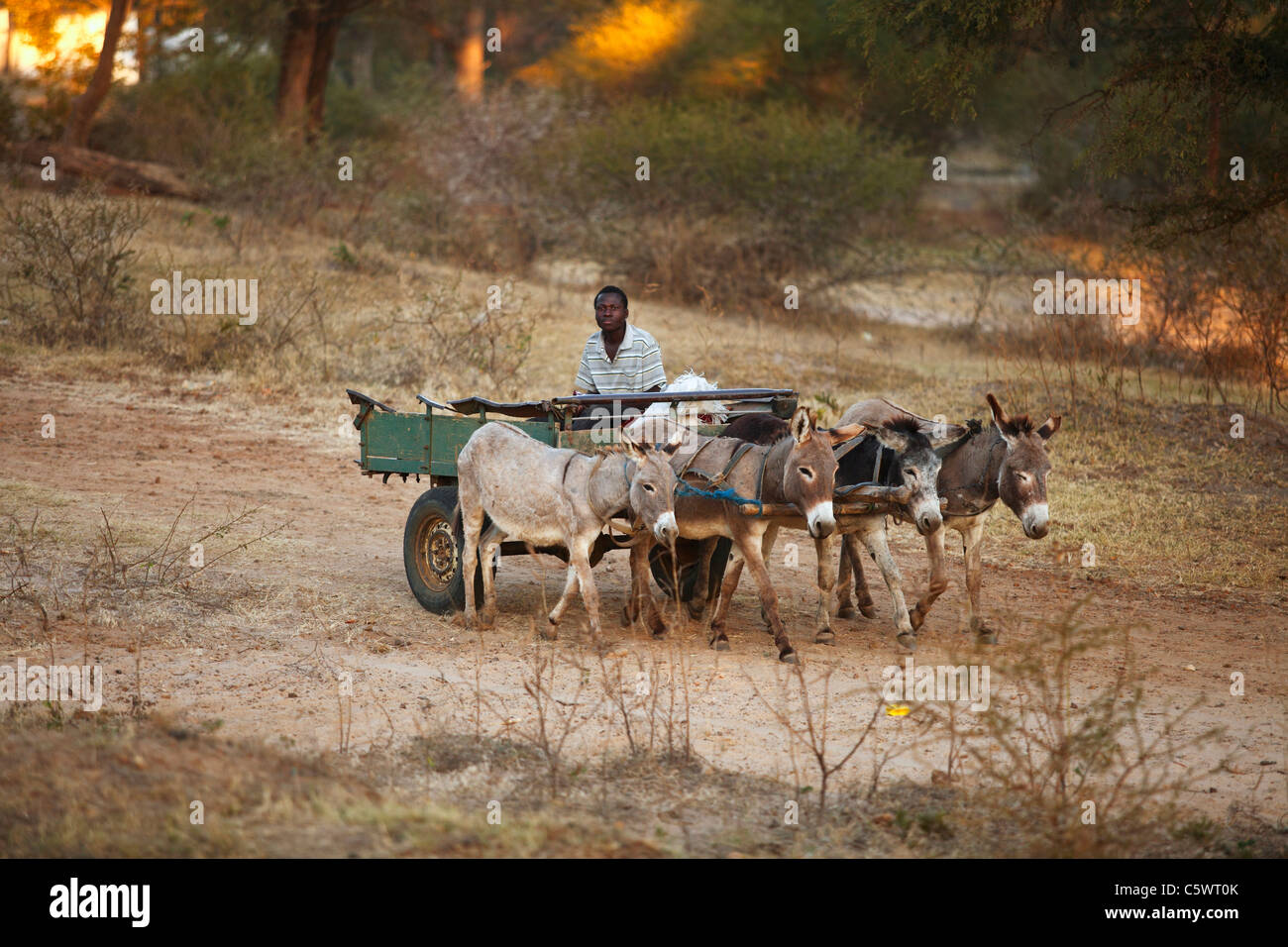 Man Carrying Donkey High Resolution Stock Photography and Images - Alamy
