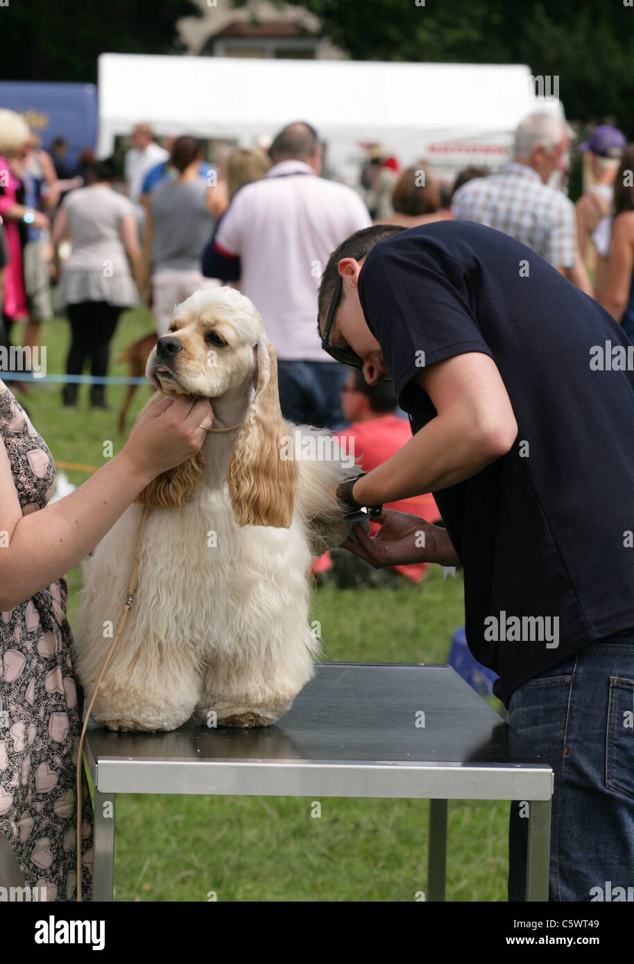 Show cocker spaniel hi-res stock photography and images - Alamy