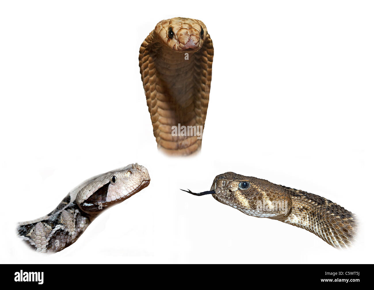 A combination of three Viper heads against a white background Stock ...