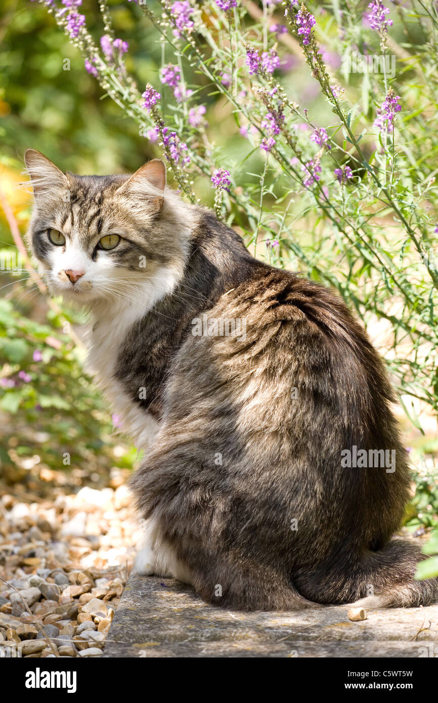 Cat uk garden hi-res stock photography and images - Alamy