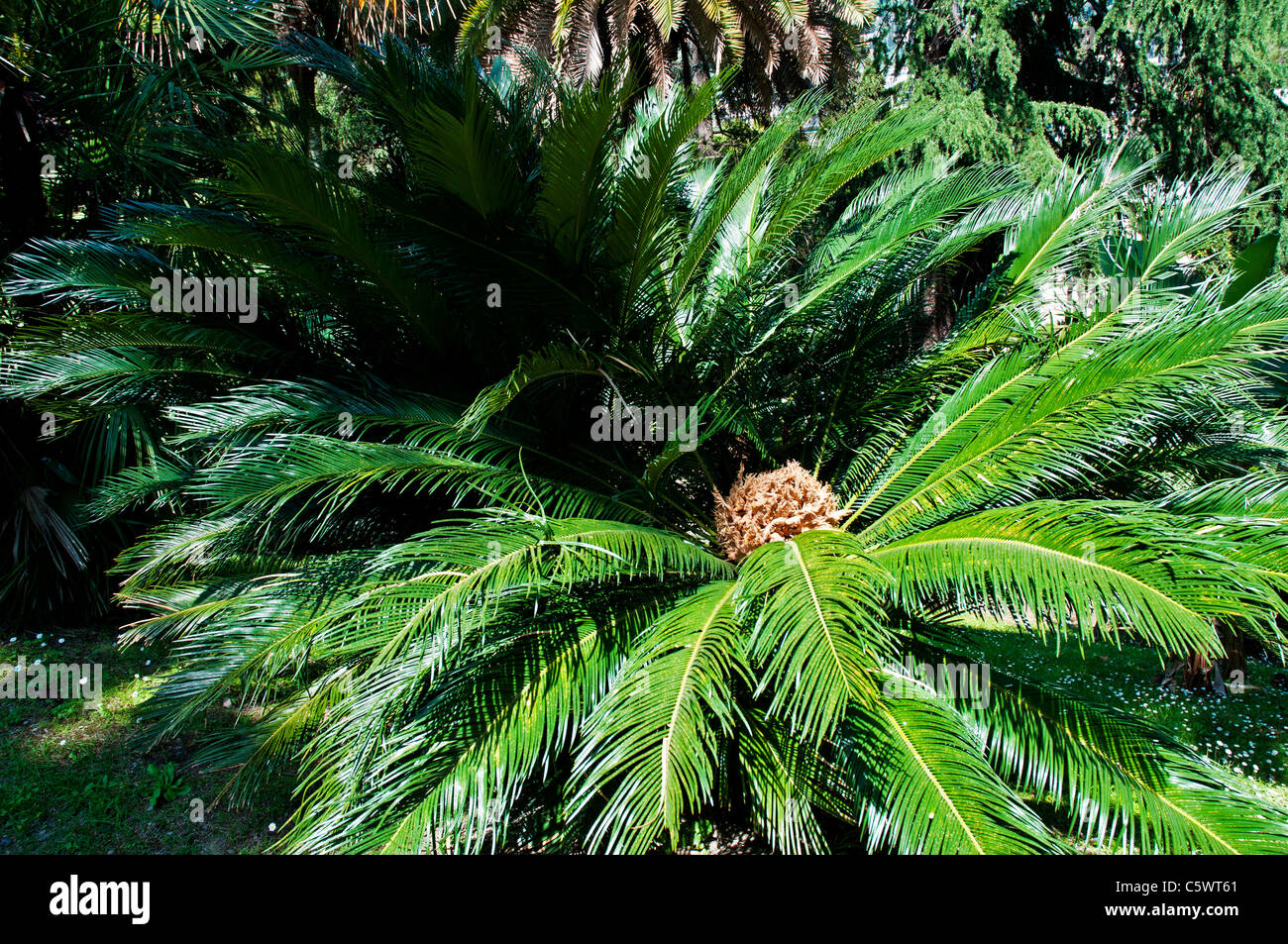 Female sago palm hi-res stock photography and images - Alamy