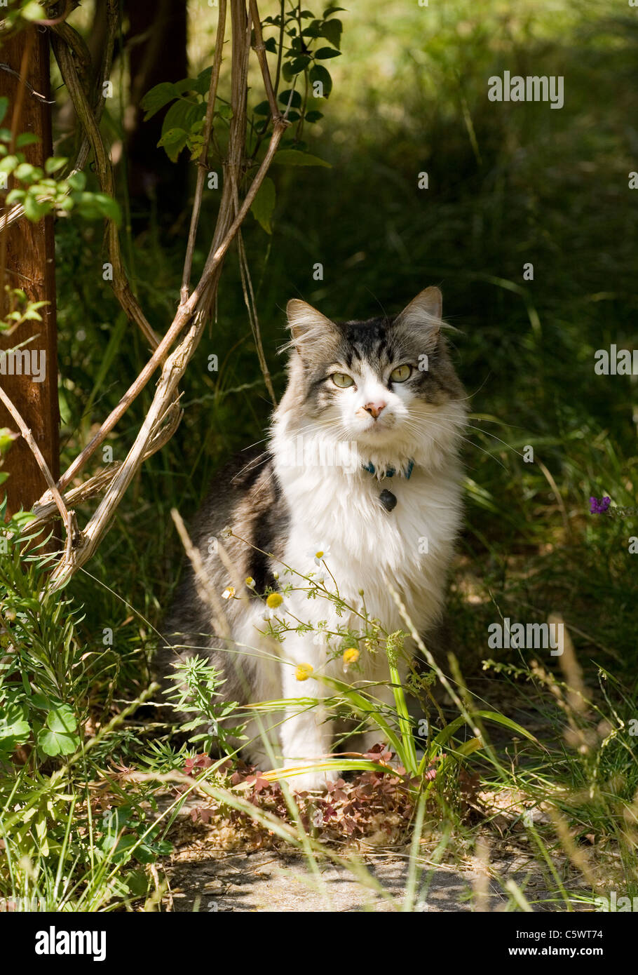 Cat uk garden hi-res stock photography and images - Alamy