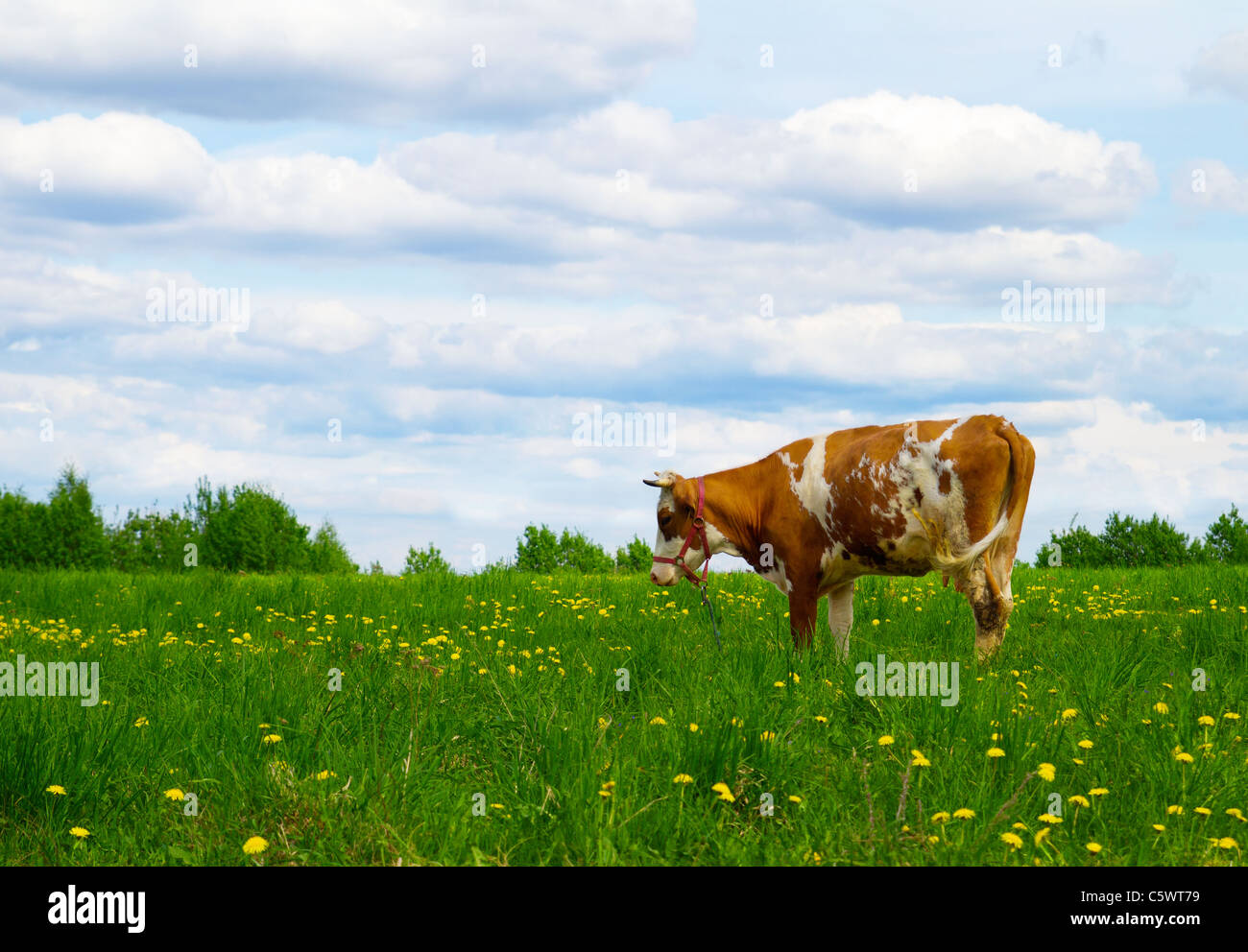 cow on meadow Stock Photo - Alamy