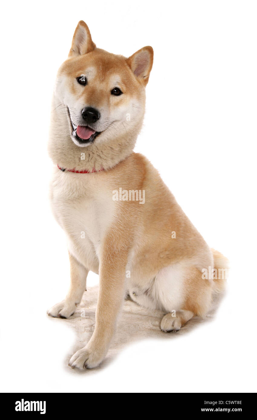 Japanese shiba inu hi-res stock photography and images - Alamy