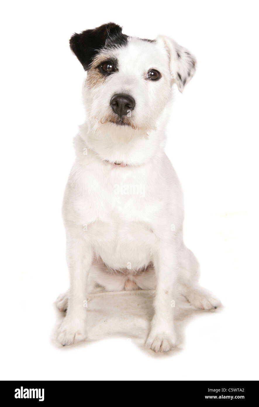 Jack russell terrier sitting in Cut Out Stock Images & Pictures - Alamy