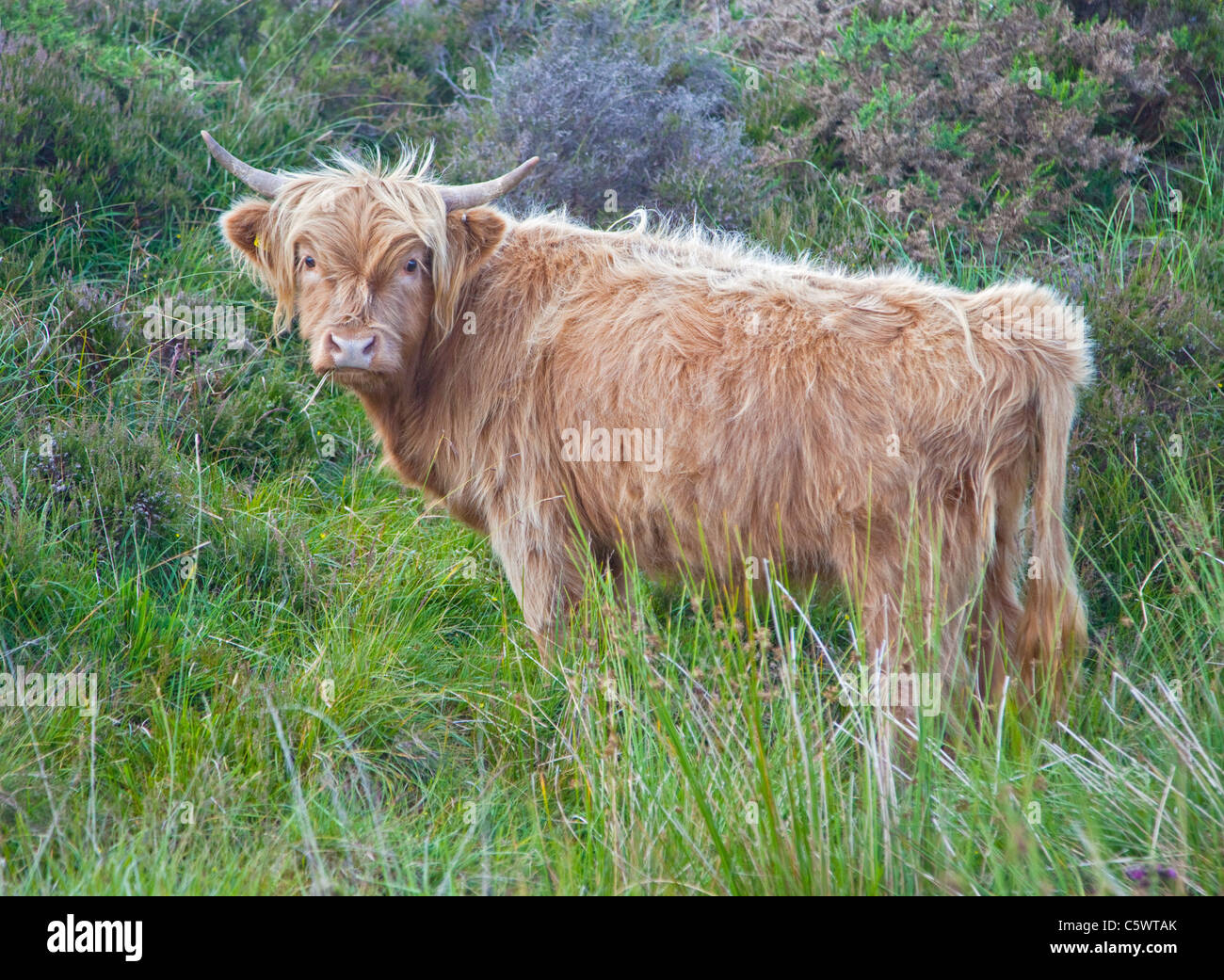 Highland Cow, Dartmoor, Devon, England Stock Photo - Alamy