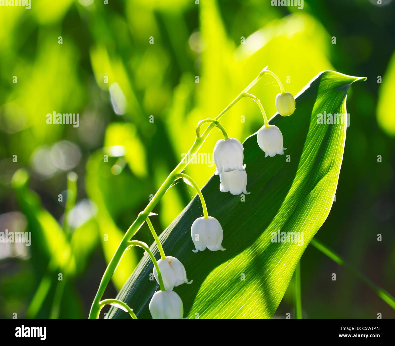 May lilies hi-res stock photography and images - Alamy