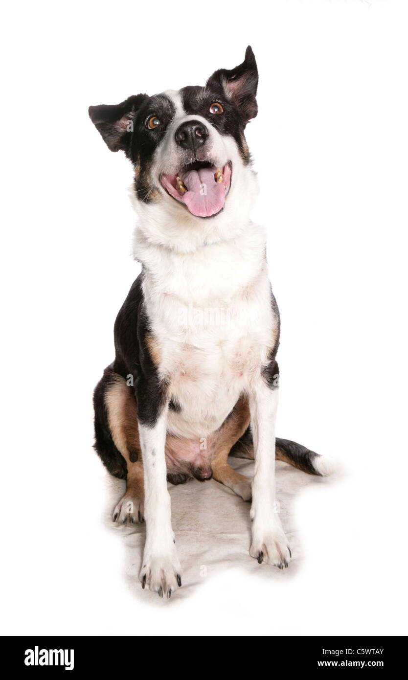 Collie dog sitting in Cut Out Stock Images & Pictures - Alamy