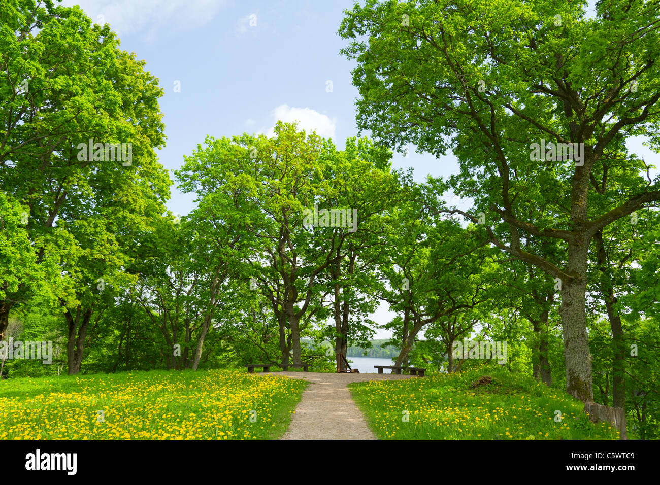 summer park, trees Stock Photo - Alamy
