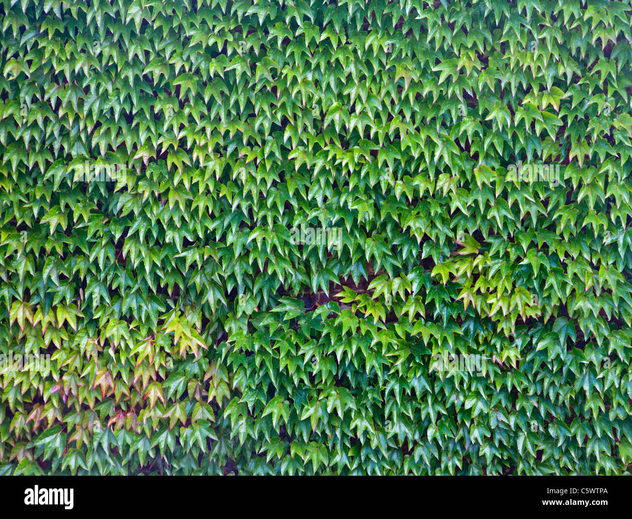 Boston Ivy Vine (parthenocissus tricuspidata Stock Photo - Alamy