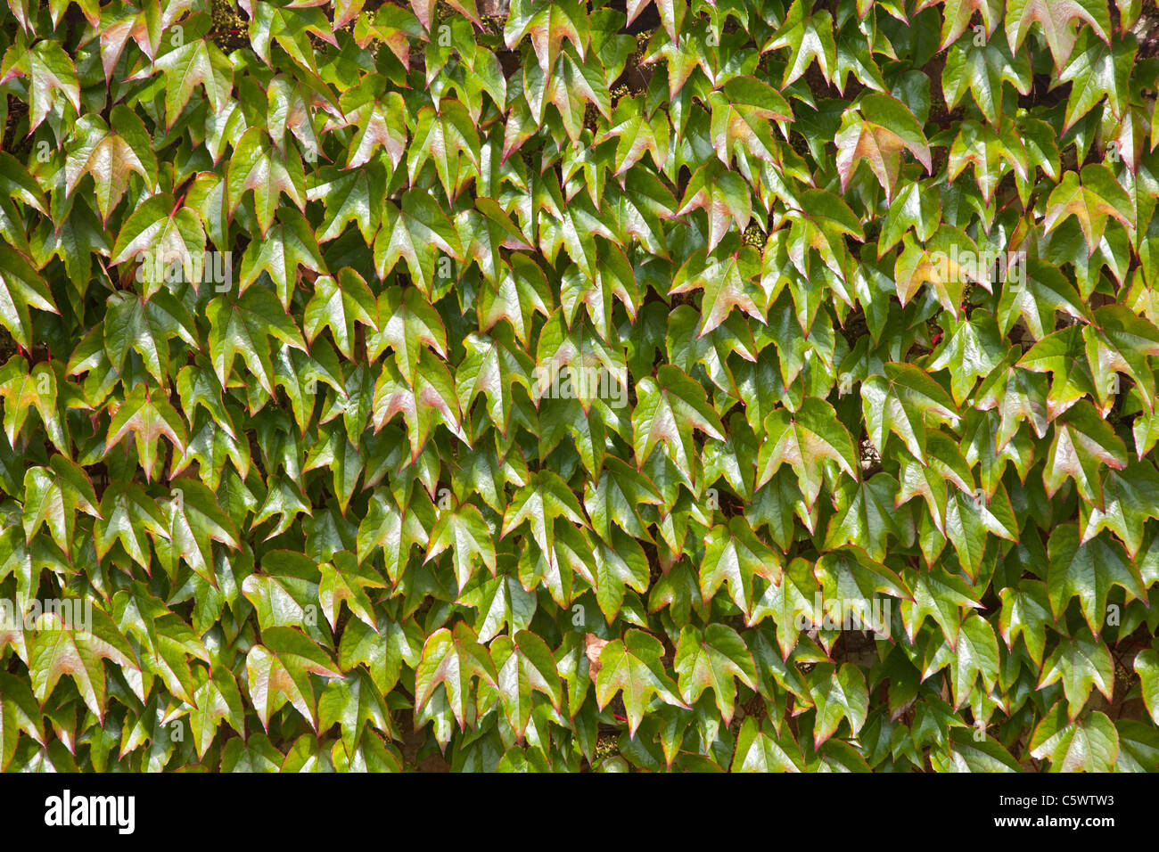 Boston Ivies Parthenocissus Tricuspidata High Resolution Stock ...