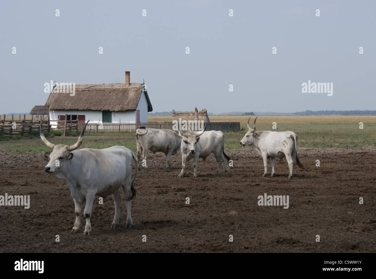 Hungarian grey cows hi-res stock photography and images - Alamy