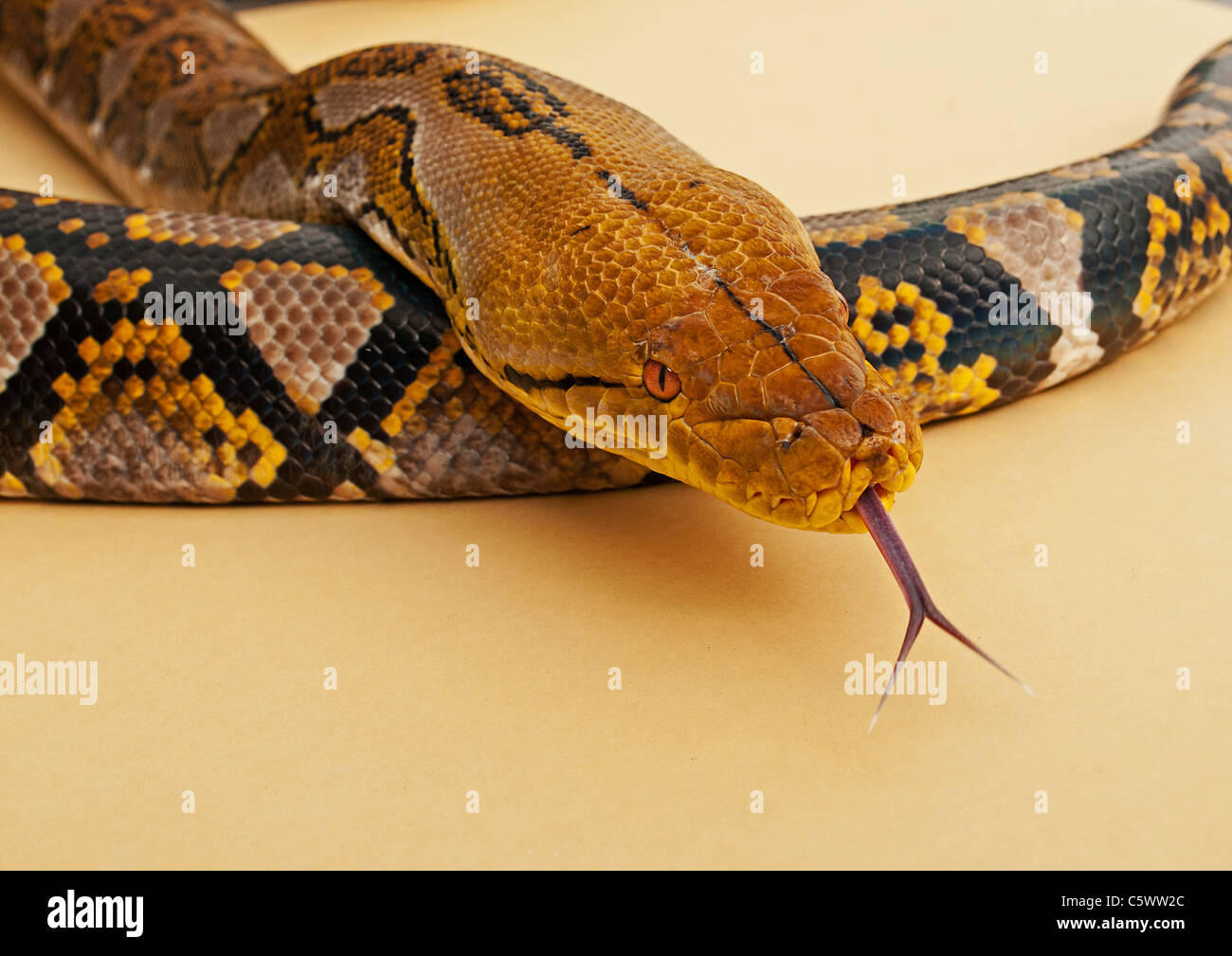 Large yellow snake python hi-res stock photography and images - Alamy