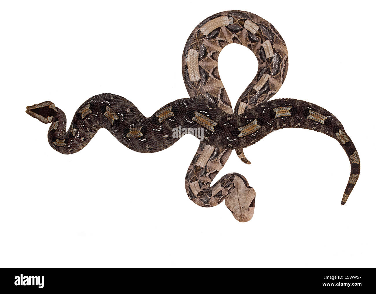 Snake cross Cut Out Stock Images & Pictures - Alamy