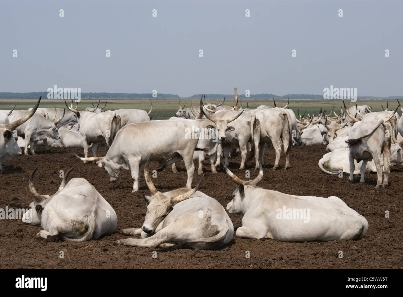 Grey cows in hungarian plain, Hortobagy Stock Photo - Alamy