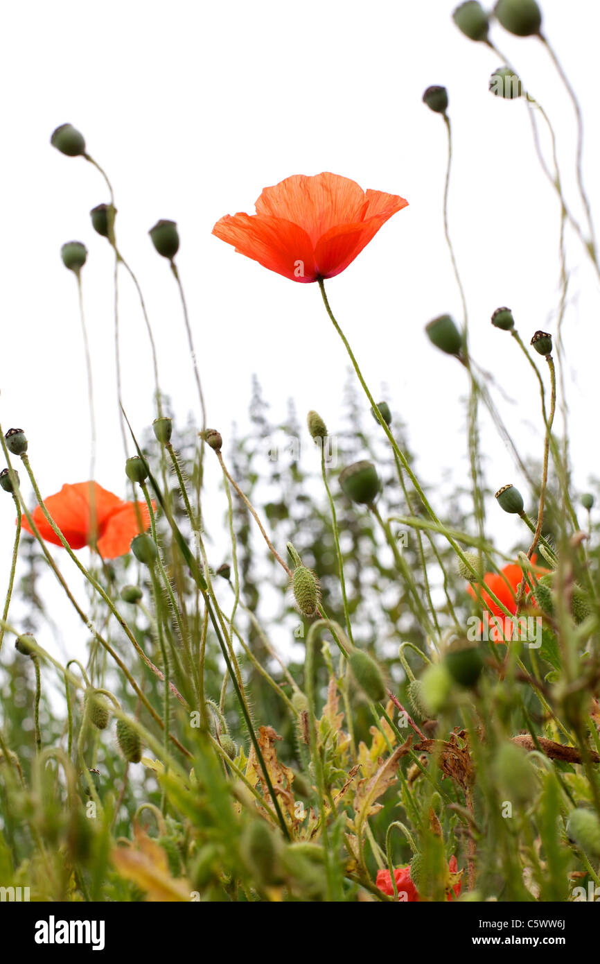 Wild poppies on the North Yorkshire Moors. Poppy seed pod Stock Photo ...