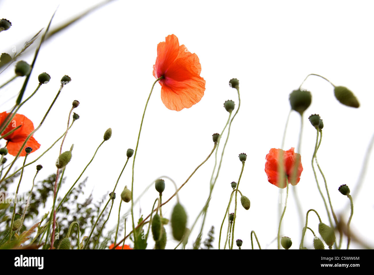 Wild poppies on the North Yorkshire Moors. Poppy seed pod Stock Photo ...