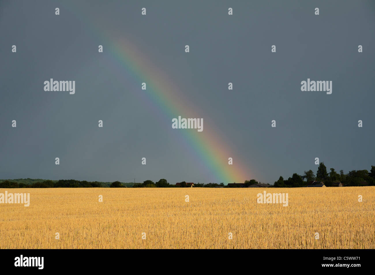 A strong rainbow rises above a mowed corn field, Nievre, France FR ...