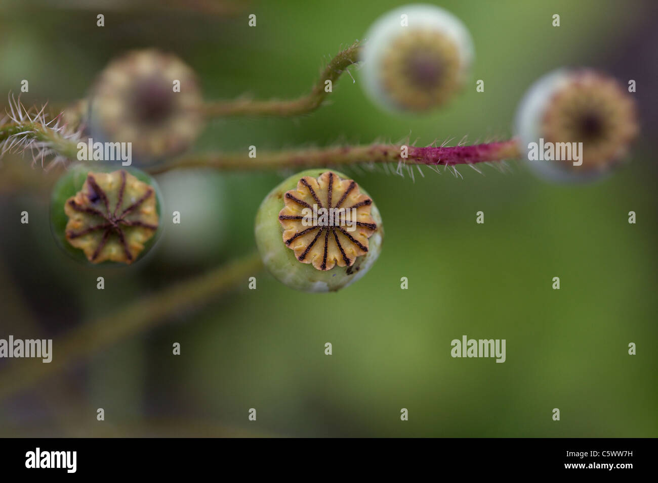 Poppy Seed Pods High Resolution Stock Photography and Images - Alamy