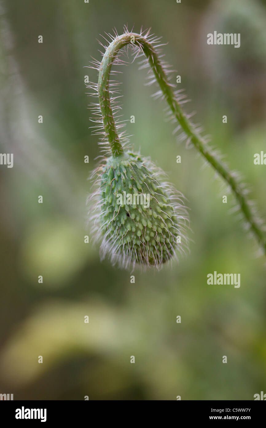Poppy flower pod Stock Photo - Alamy
